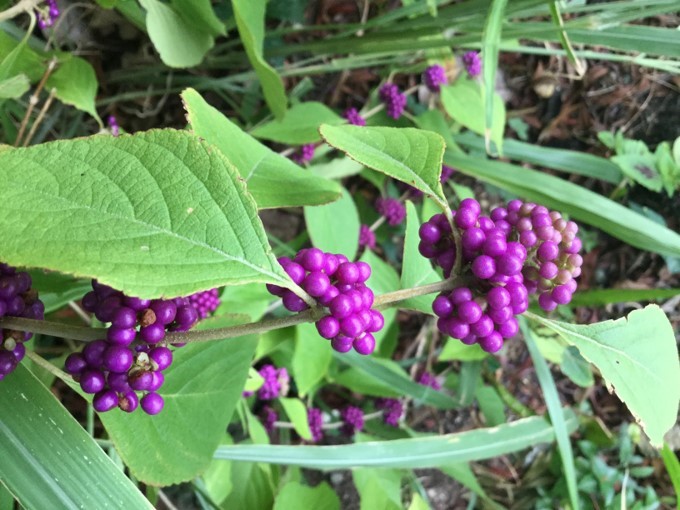 Callicarpa Americana (Turkey Berry)